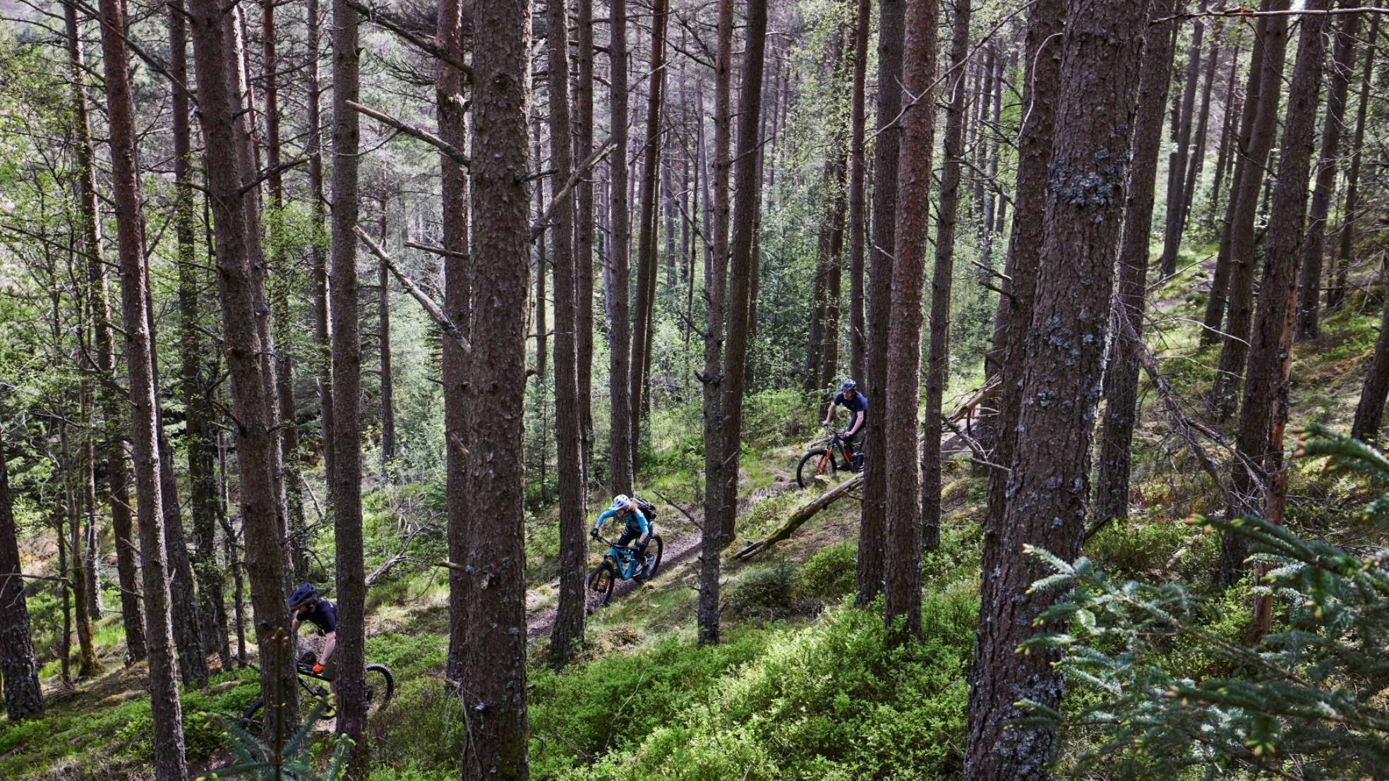 Laggan Wolftrax - The iconic highland trail centre to start… – DMBinS